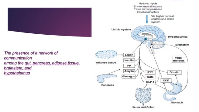 Control of food intake and appetite | PDF | Endocrine and Metabolic ...