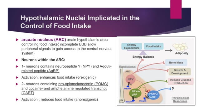 Control of food intake and appetite | PDF | Endocrine and Metabolic ...