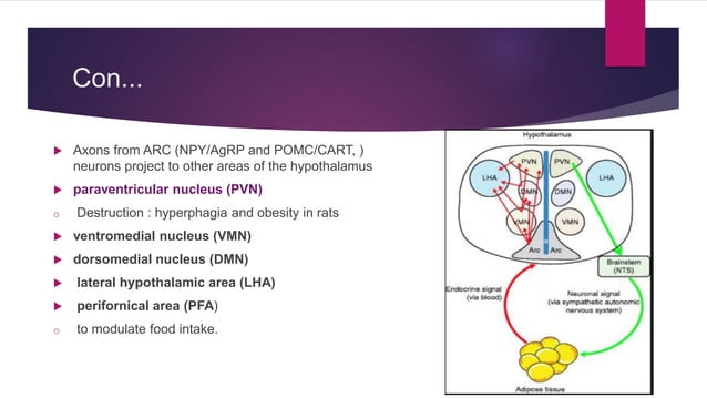 Control of food intake and appetite | PDF | Endocrine and Metabolic ...