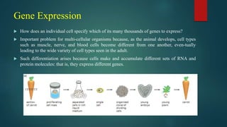 Control of gene expression in plants | PPTX