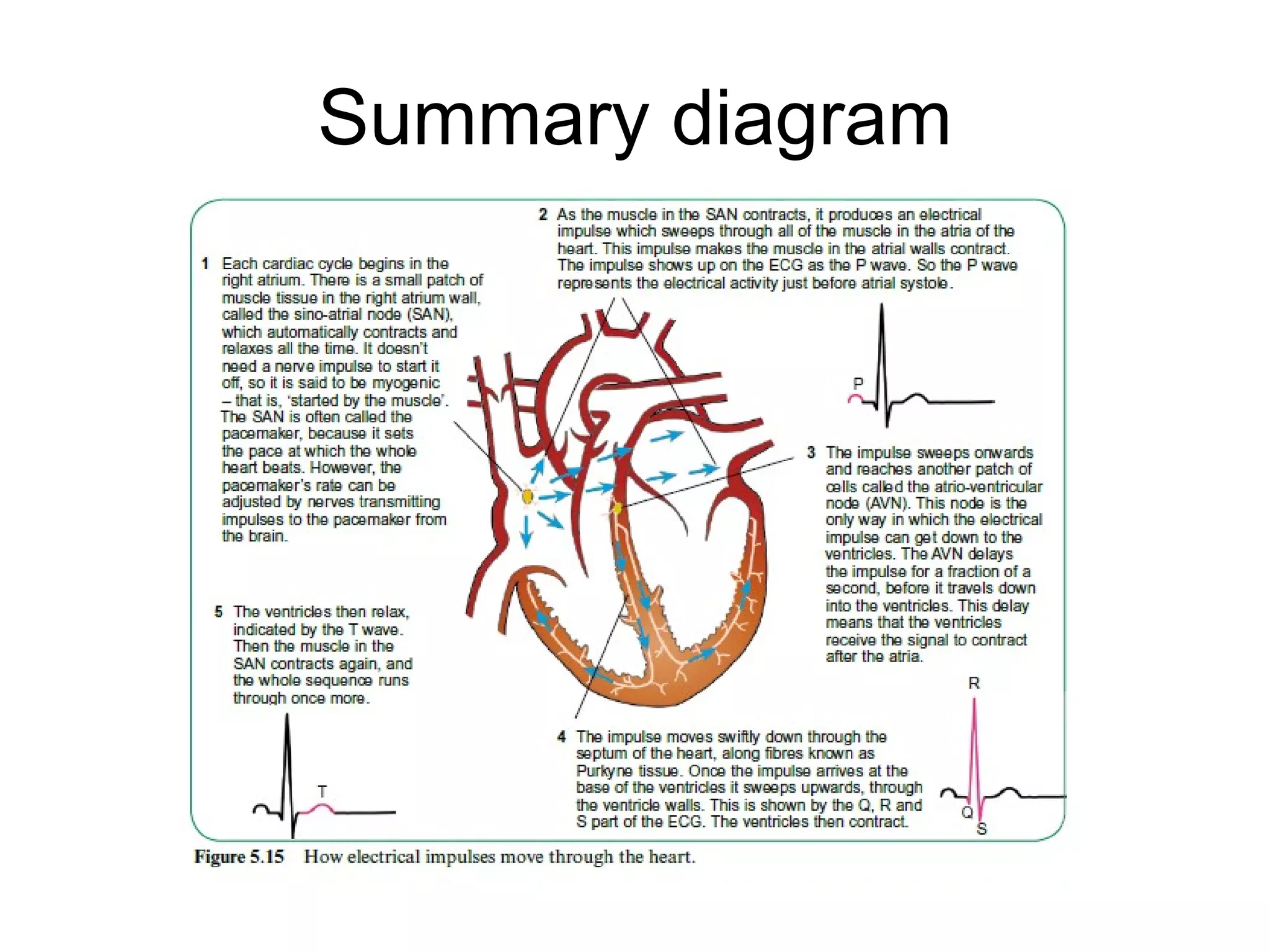 Control Of Heart Beat | PPT