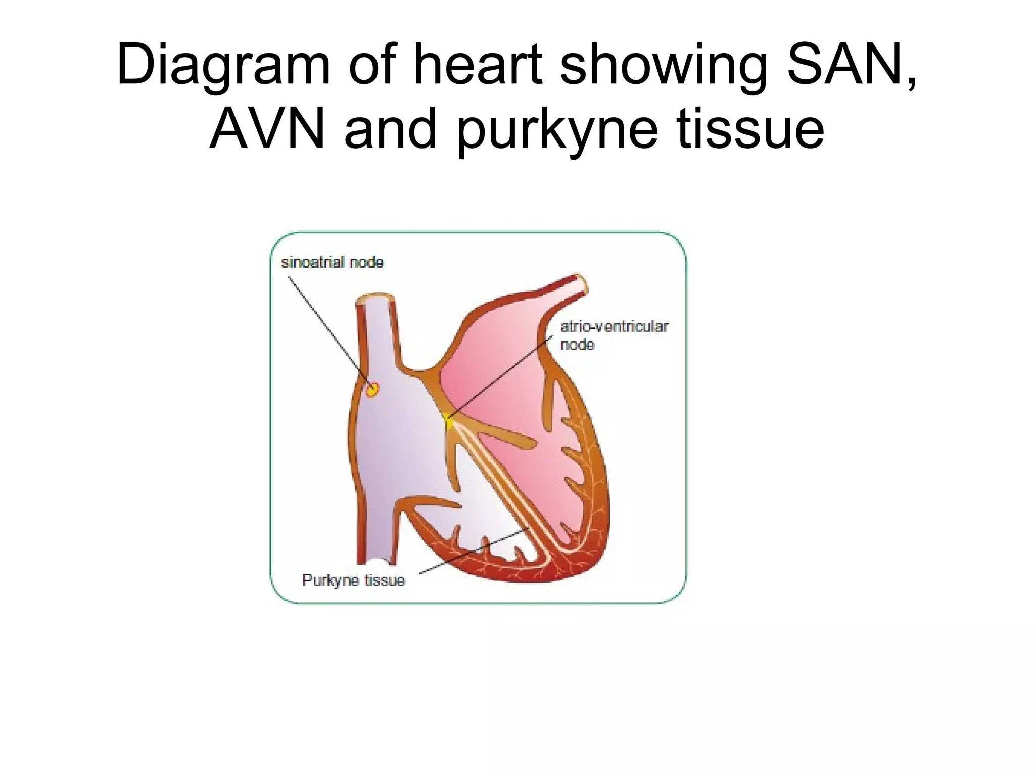 Control Of Heart Beat | PPT