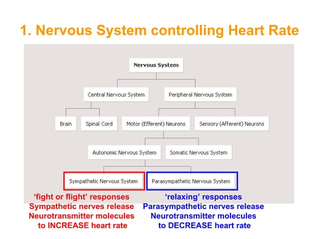 Control of heart rate | PPT | Heart and Cardiovascular Diseases ...