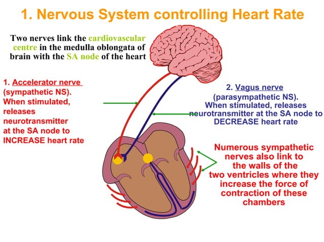 Control of heart rate | PPT | Heart and Cardiovascular Diseases ...