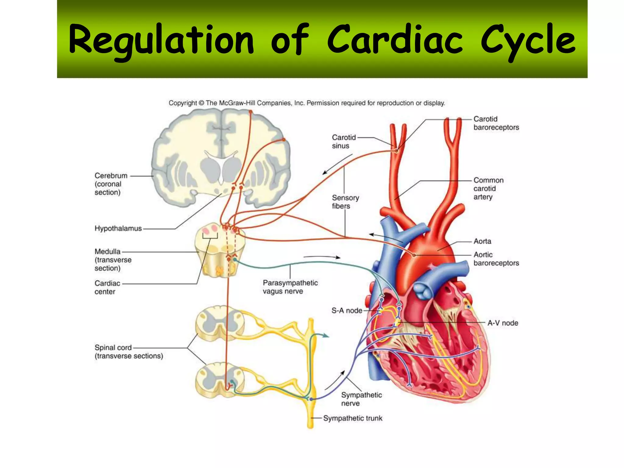 Control of heart rate BY PANDIAN M | PPT