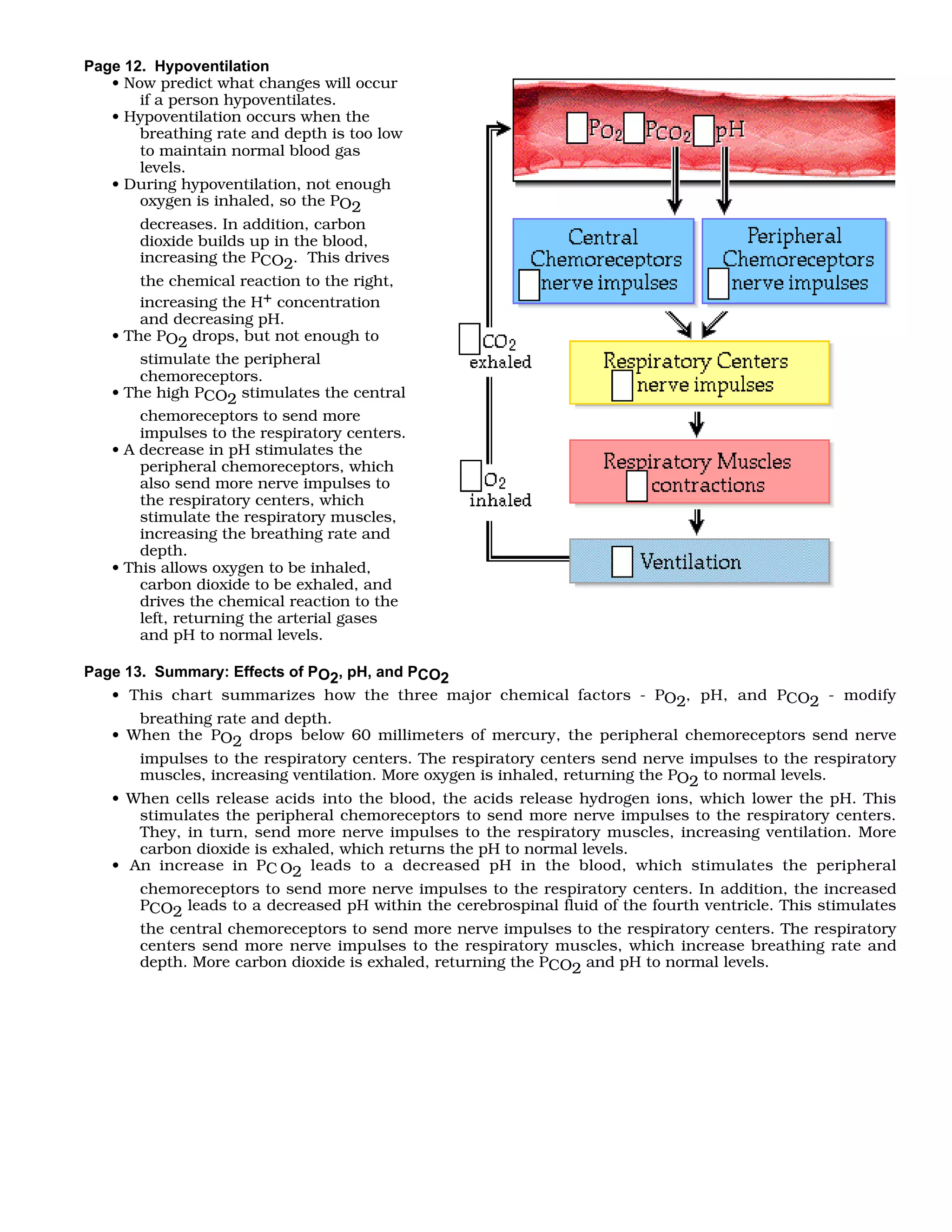 Control of respiration | PDF