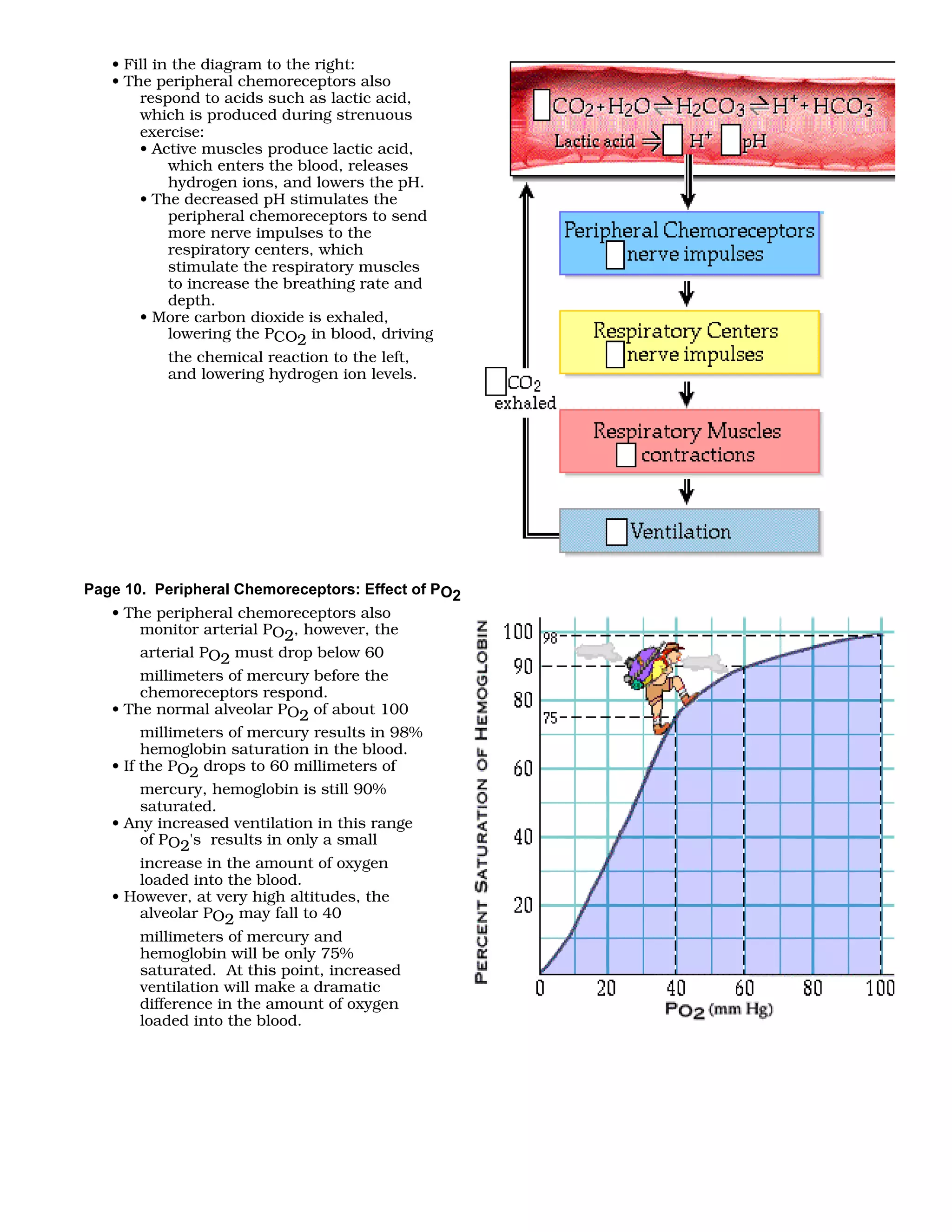 Control of respiration | PDF