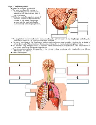 Control of respiration | PDF