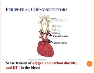 Control of respiration | PPTX