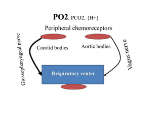 Control of Respiration 36 .pptx
