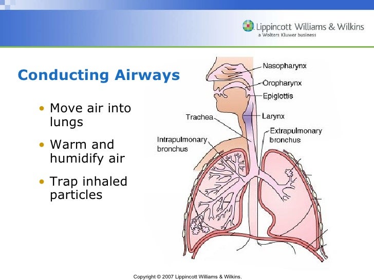 Control Of Respiratory Function