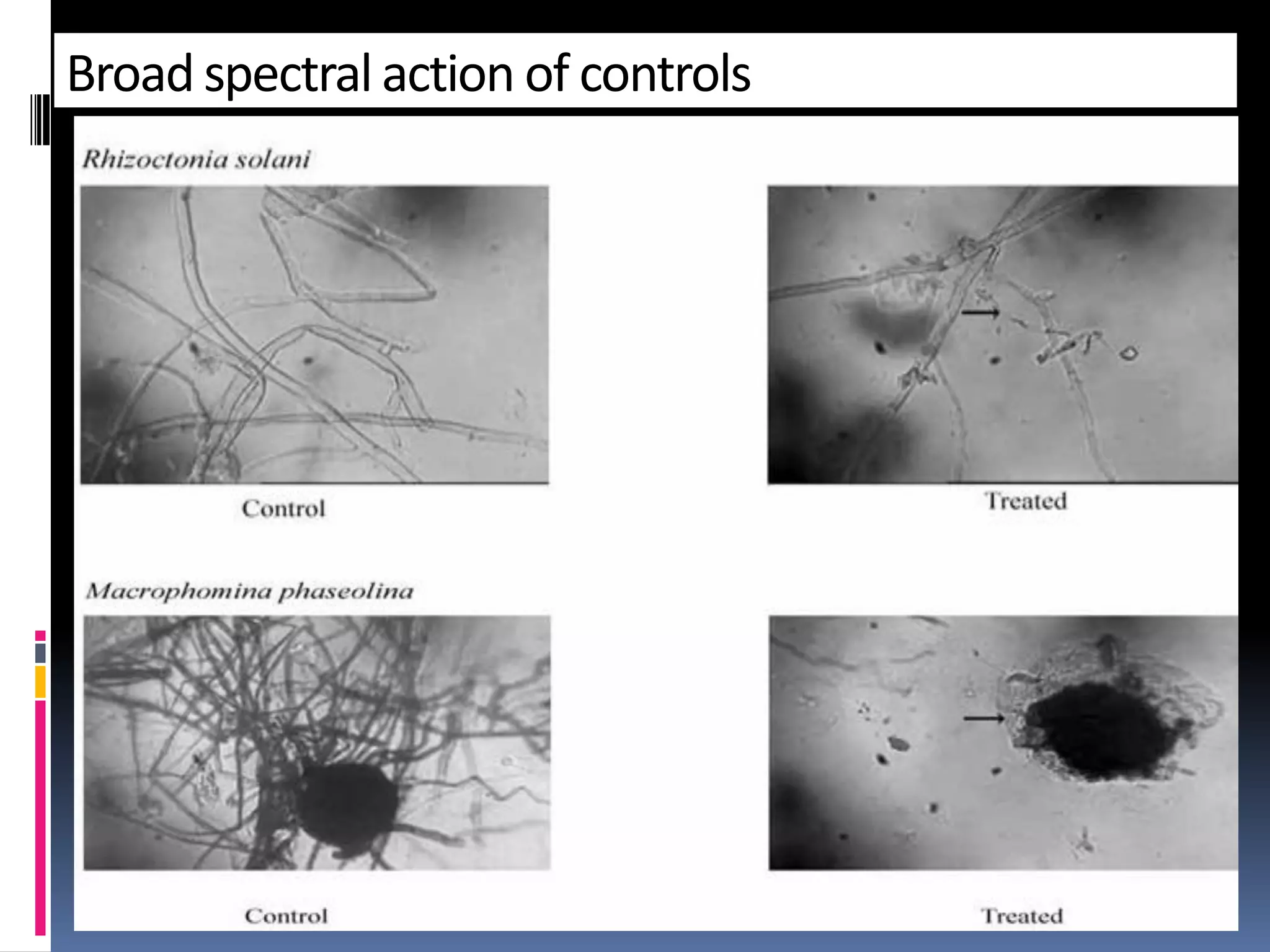 Control of rhizoctonia_solani__species_and_root_knot_nematodes_using ...