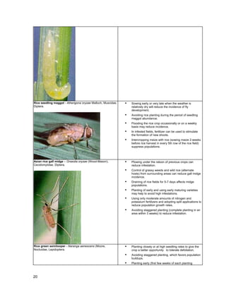 Control of rice insect pests | PDF