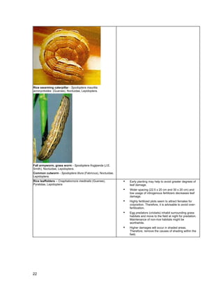 Control of rice insect pests | PDF
