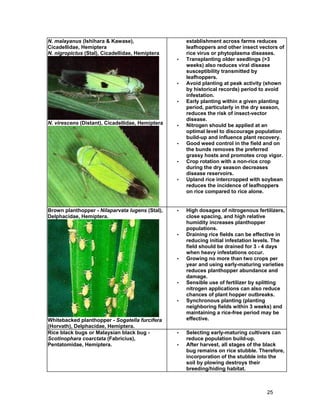 Control of rice insect pests | PDF | Agriculture | Industries