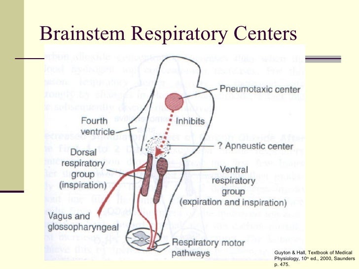 Control Of Ventilation