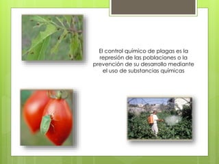 Control químico | PPTX