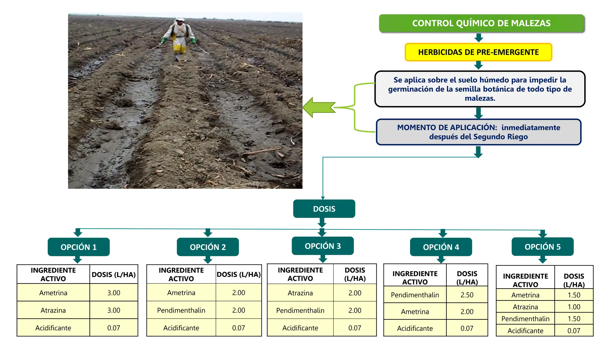 Control Químico de Malezas en Caña de Azucar .pdf