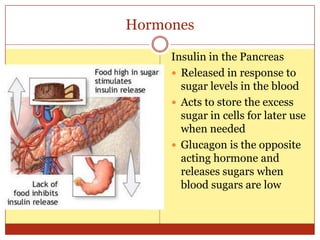 Control System Anatomy