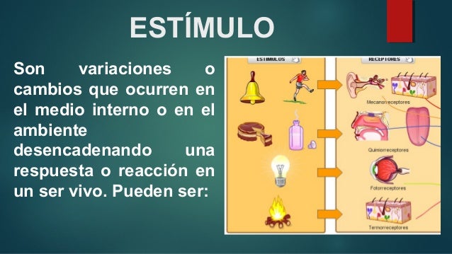 CONTROL Y REGULACIÓN DE LOS ORGANISMOS: ESTÍMULOS Y RESPUESTAS. Lic J…