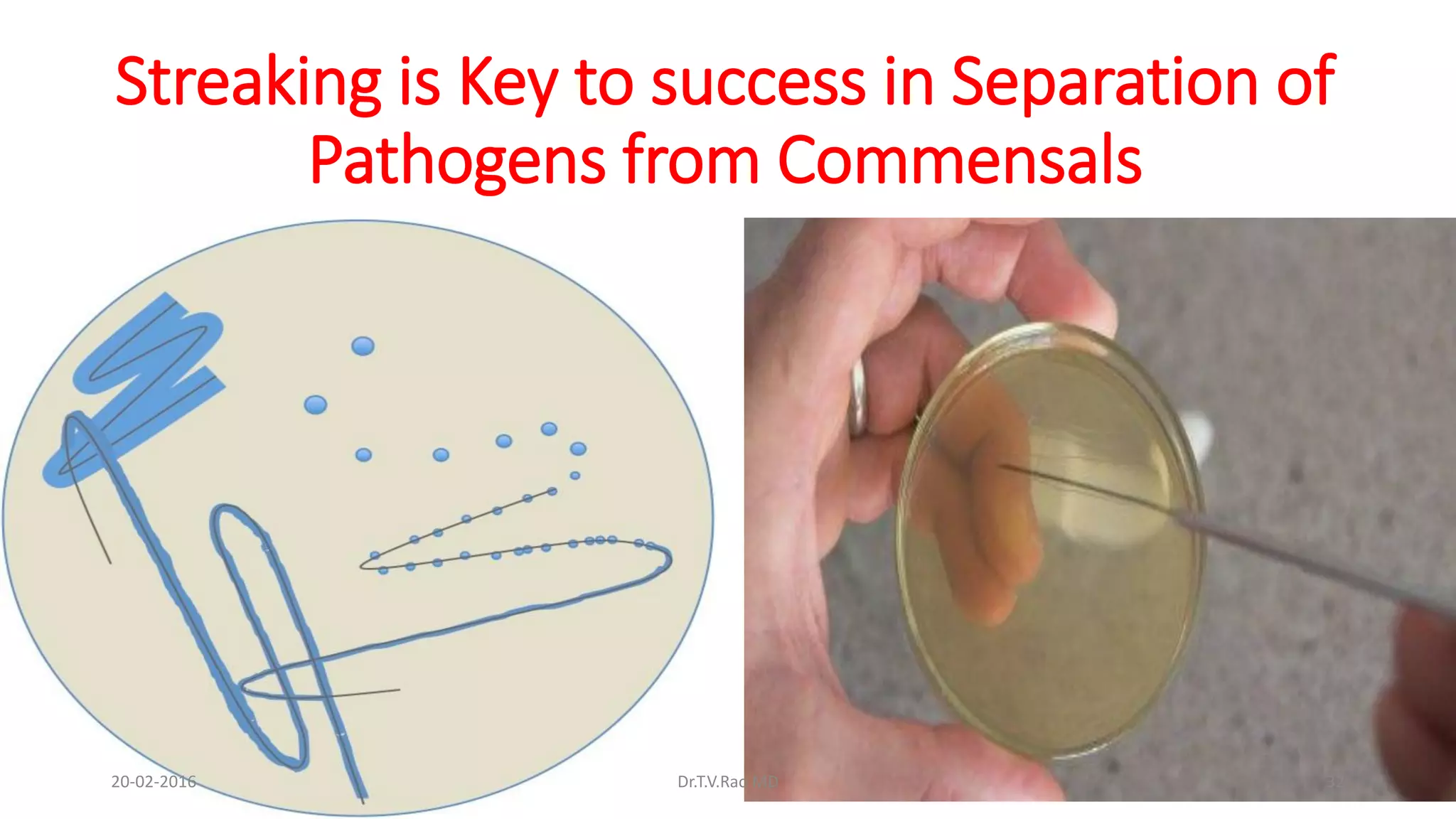 CONVENTIONAL MICROBIOLOGICAL TECHNIQUES | PDF