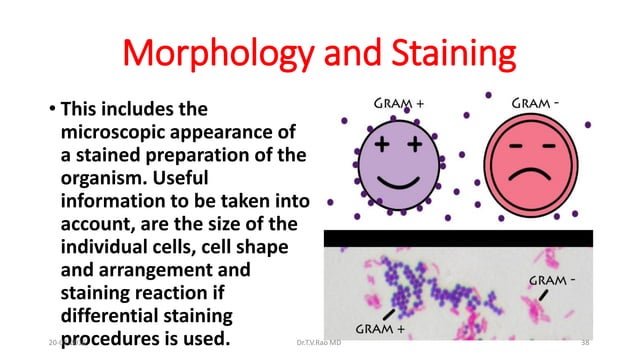CONVENTIONAL MICROBIOLOGICAL TECHNIQUES | PDF | Infectious Diseases ...