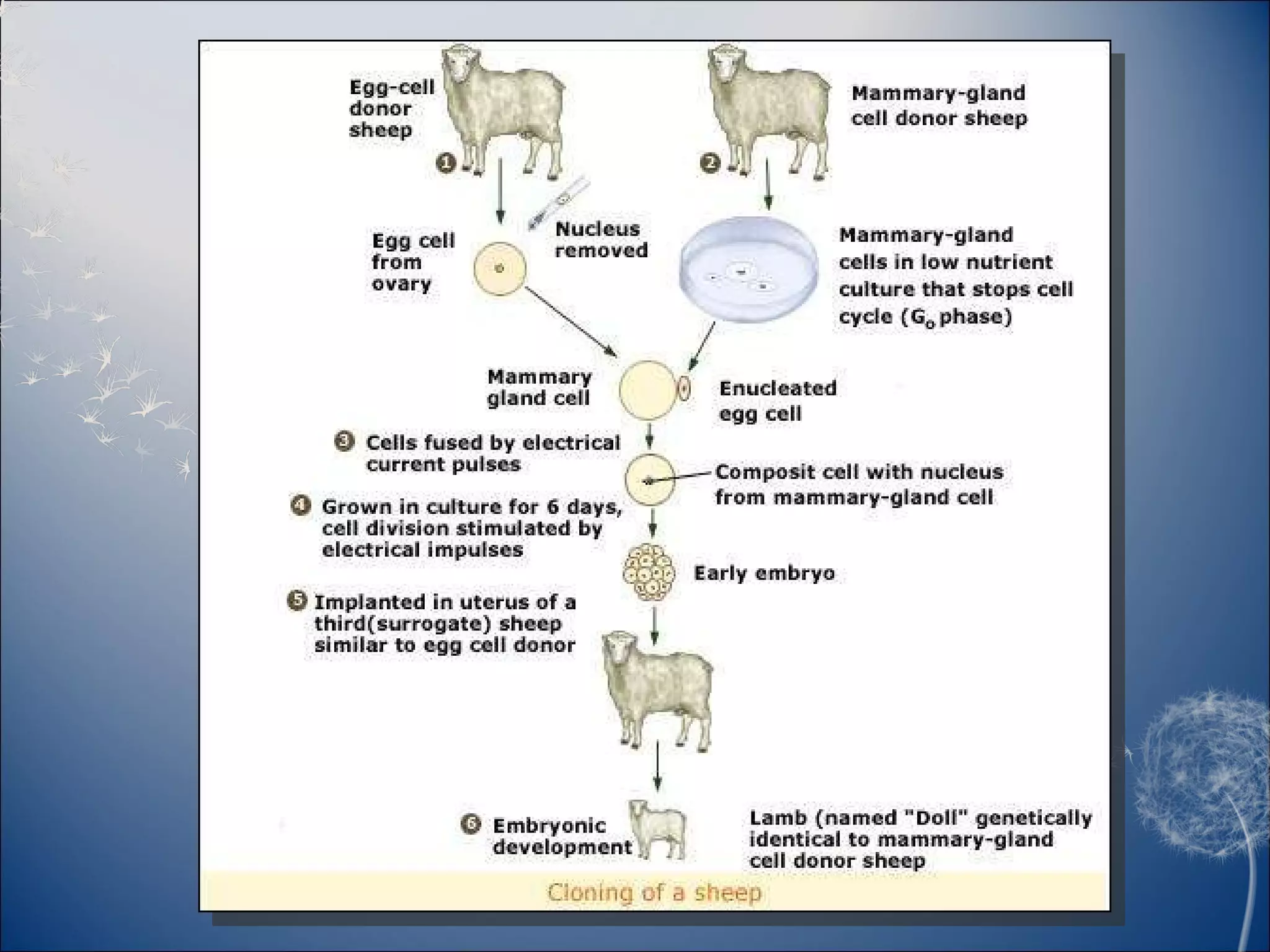 Conventional and modern biotechnology | PPT
