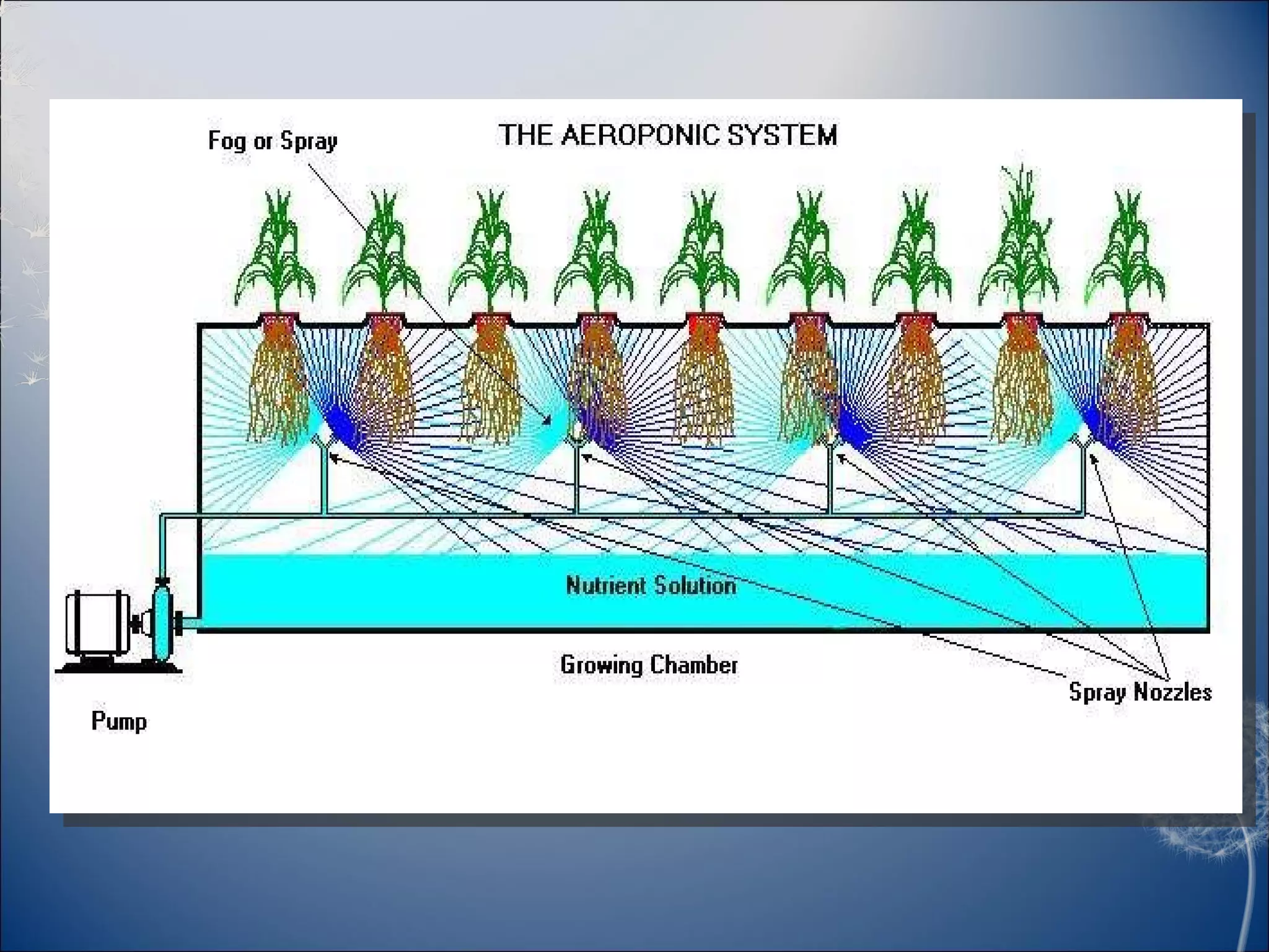 Conventional and modern biotechnology | PPT