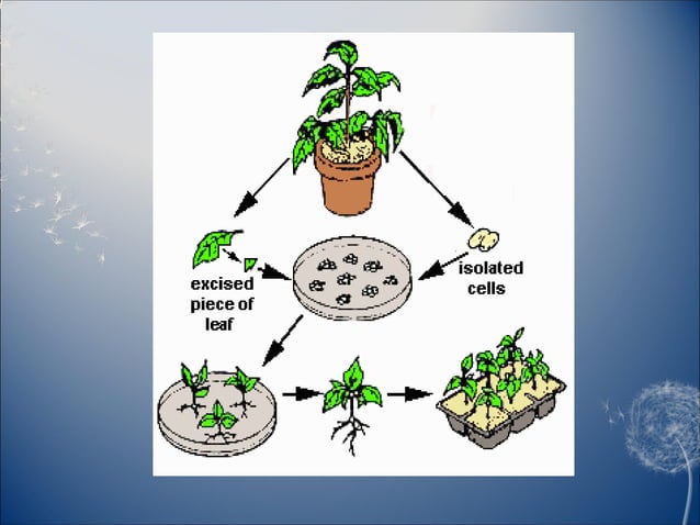 Conventional and modern biotechnology | PPT