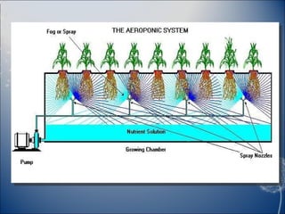 Conventional and modern biotechnology | PPT