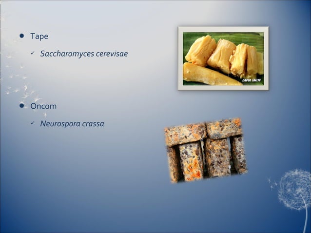 Conventional and modern biotechnology | PPT