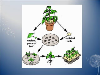 Conventional and modern biotechnology | PPT