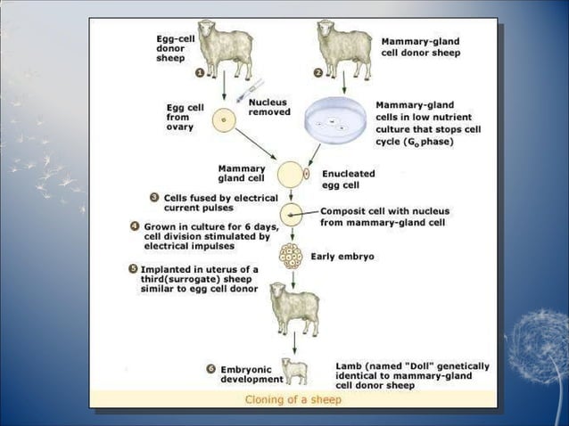 Conventional and modern biotechnology | PPT
