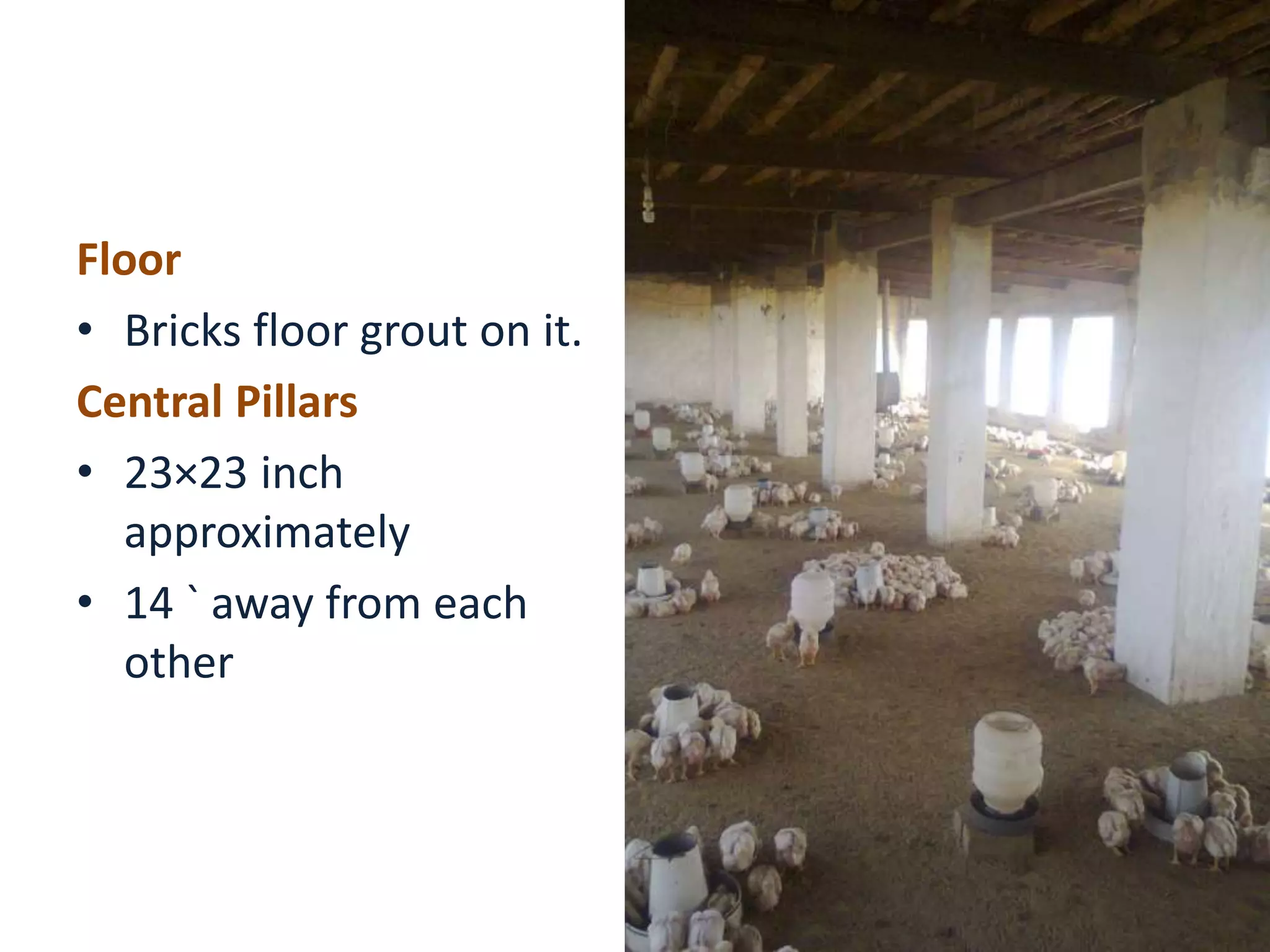 Conventional broiler house by Dr M Ashiq Toor | PPTX