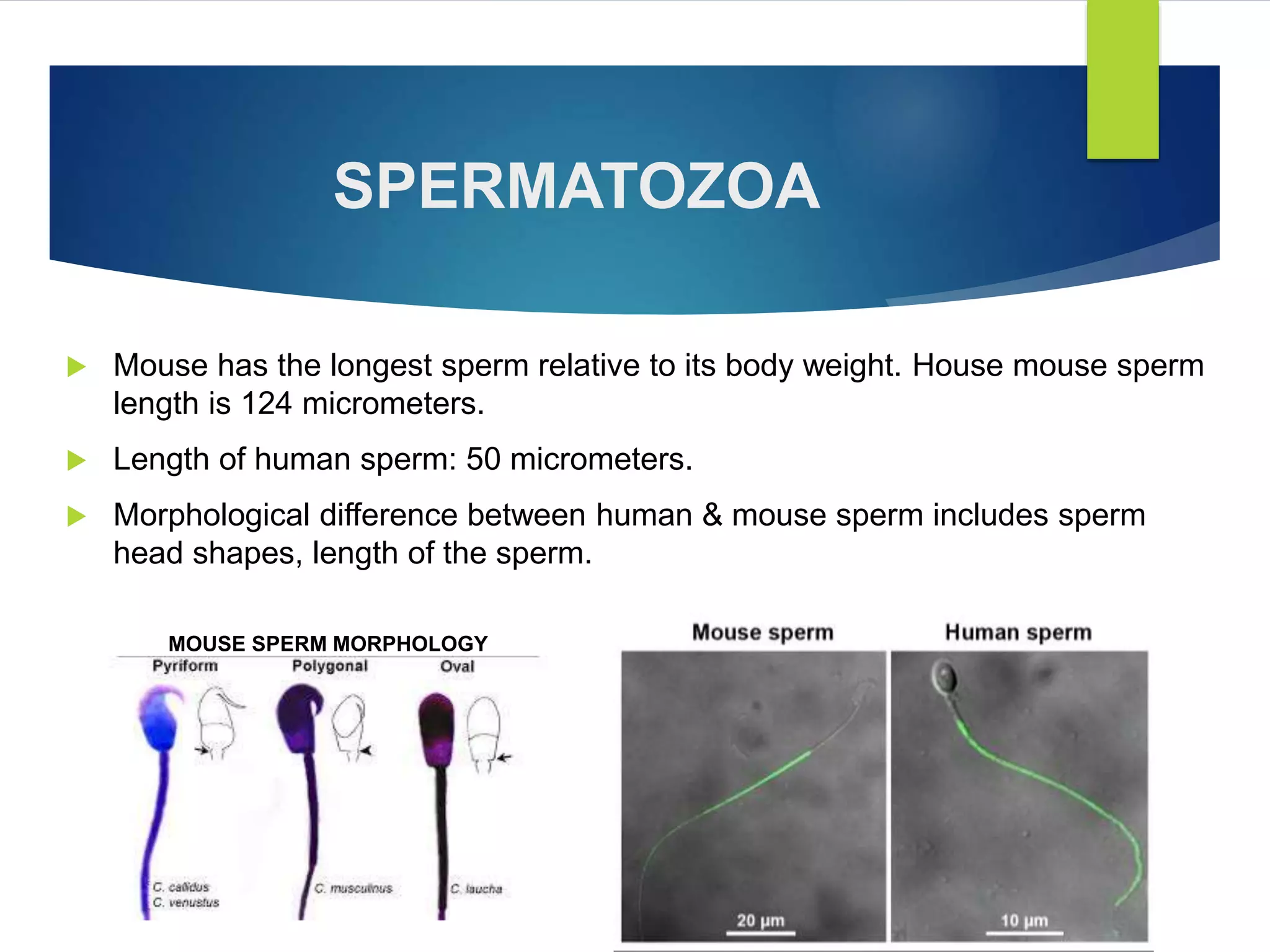 Conventional IVF: Differences between human and mouse models | PPTX