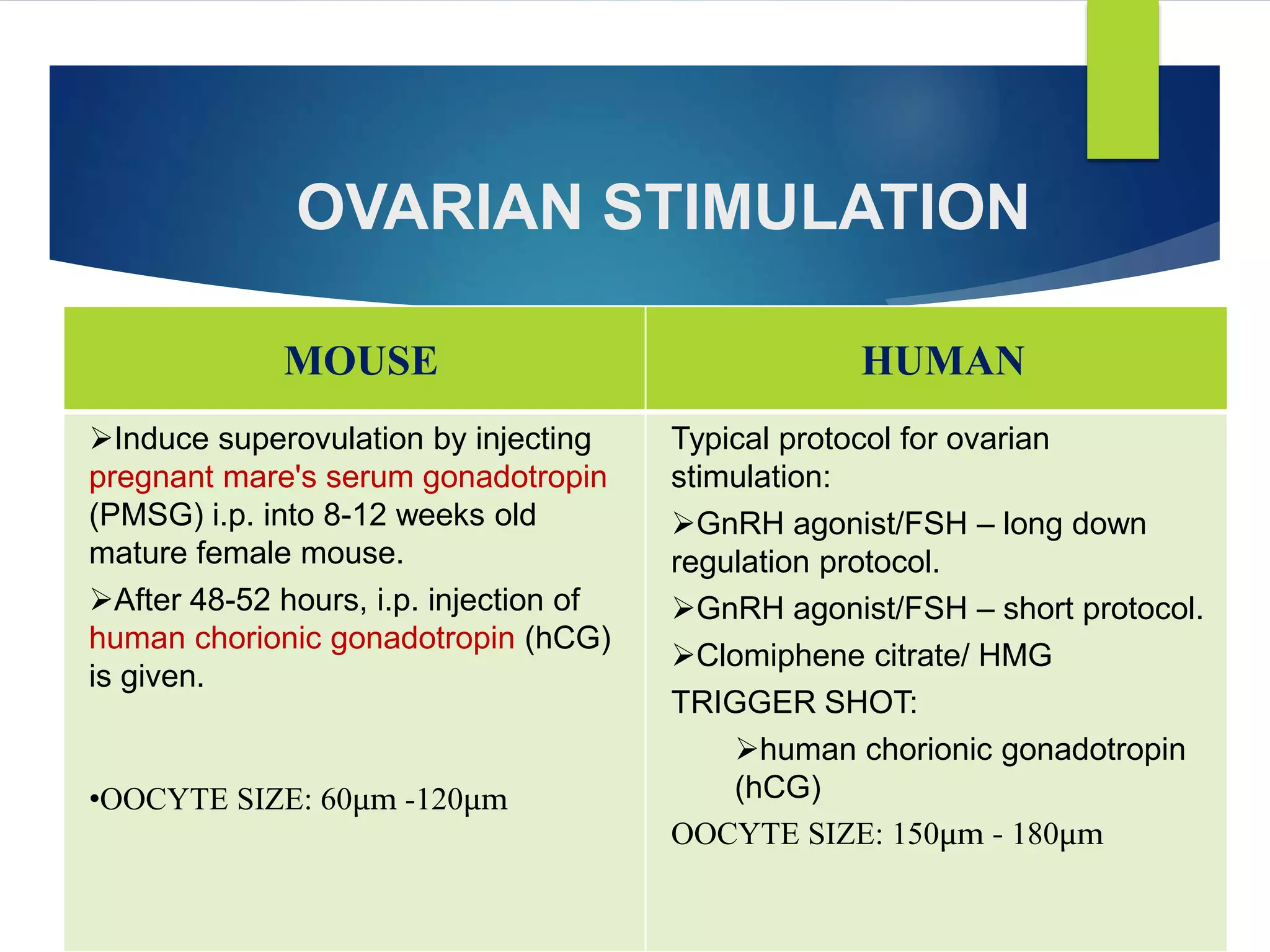 Conventional IVF: Differences between human and mouse models | PPTX