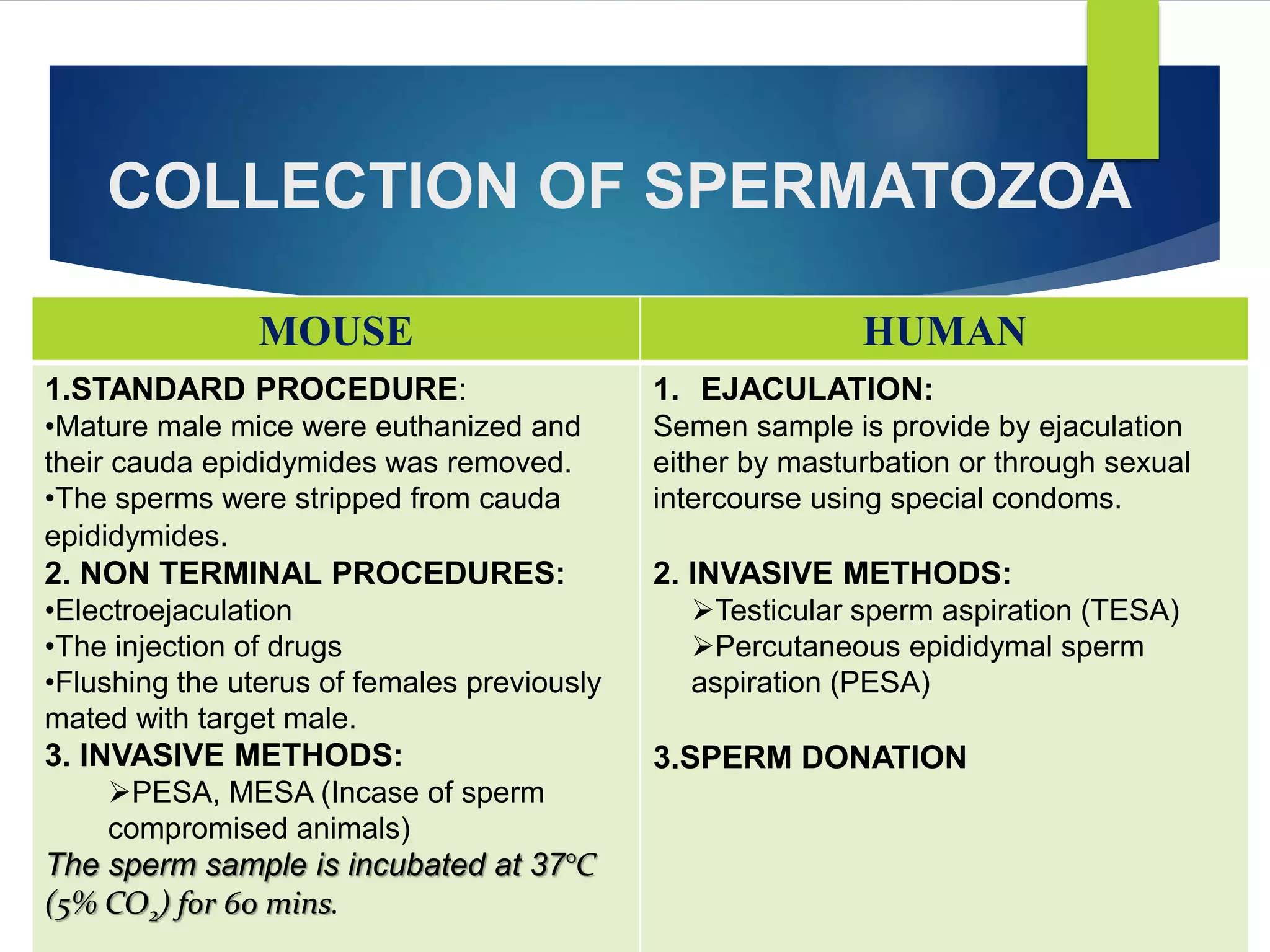 Conventional IVF: Differences between human and mouse models | PPTX