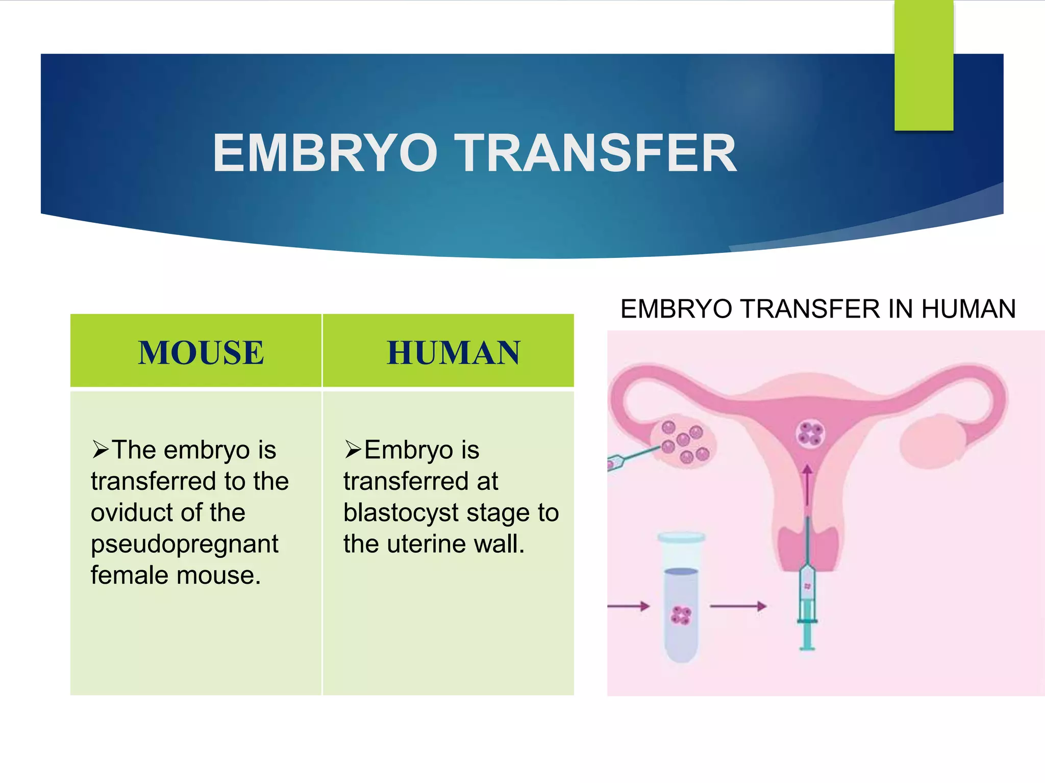 Conventional IVF: Differences between human and mouse models | PPTX