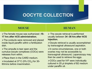 Conventional IVF: Differences between human and mouse models | PPTX