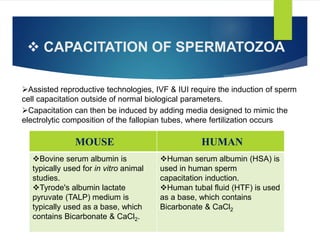 Conventional IVF: Differences between human and mouse models | PPTX