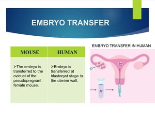 Conventional IVF: Differences between human and mouse models | PPTX