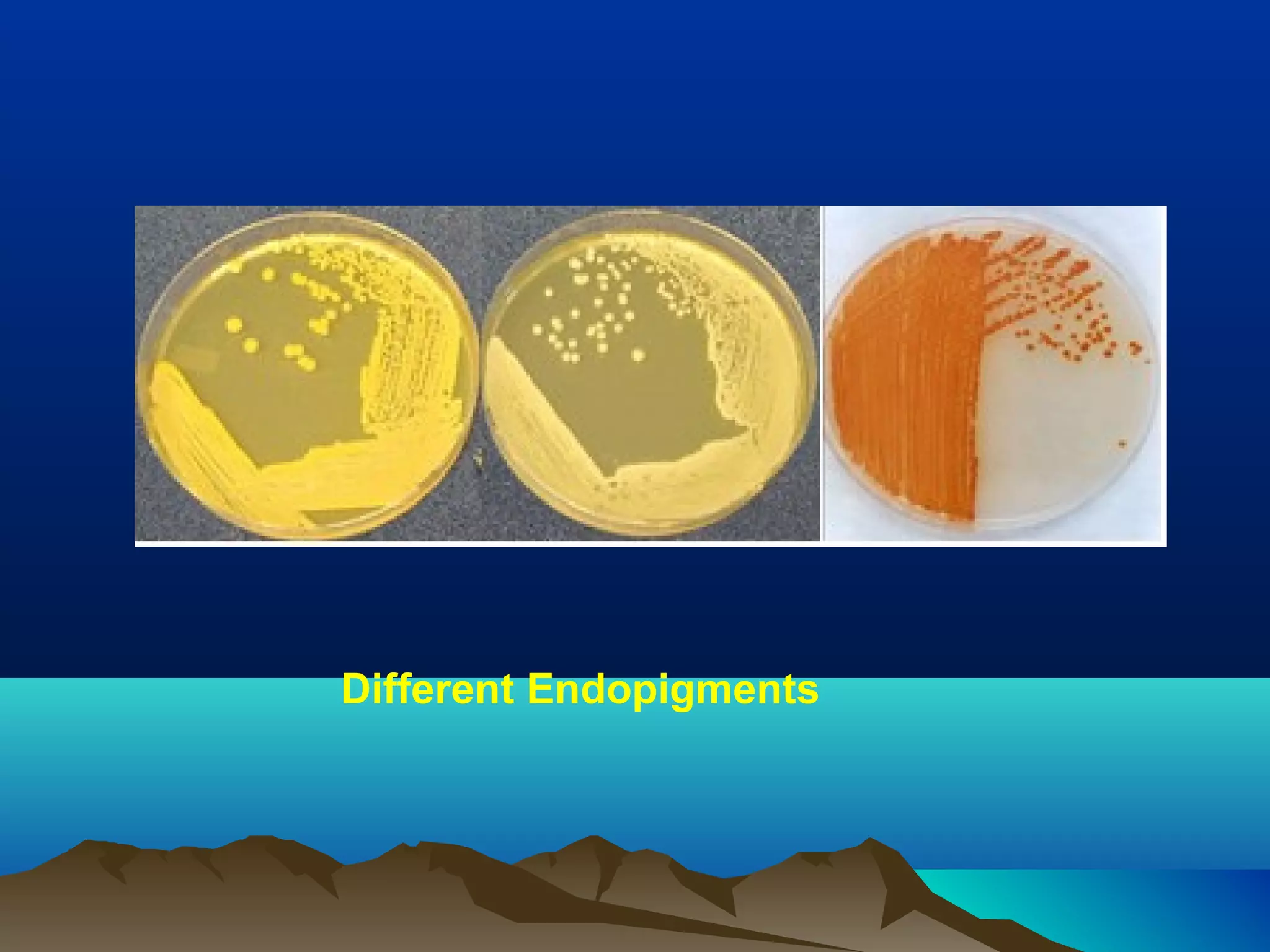 Conventional methods for bacterial identification | PPT