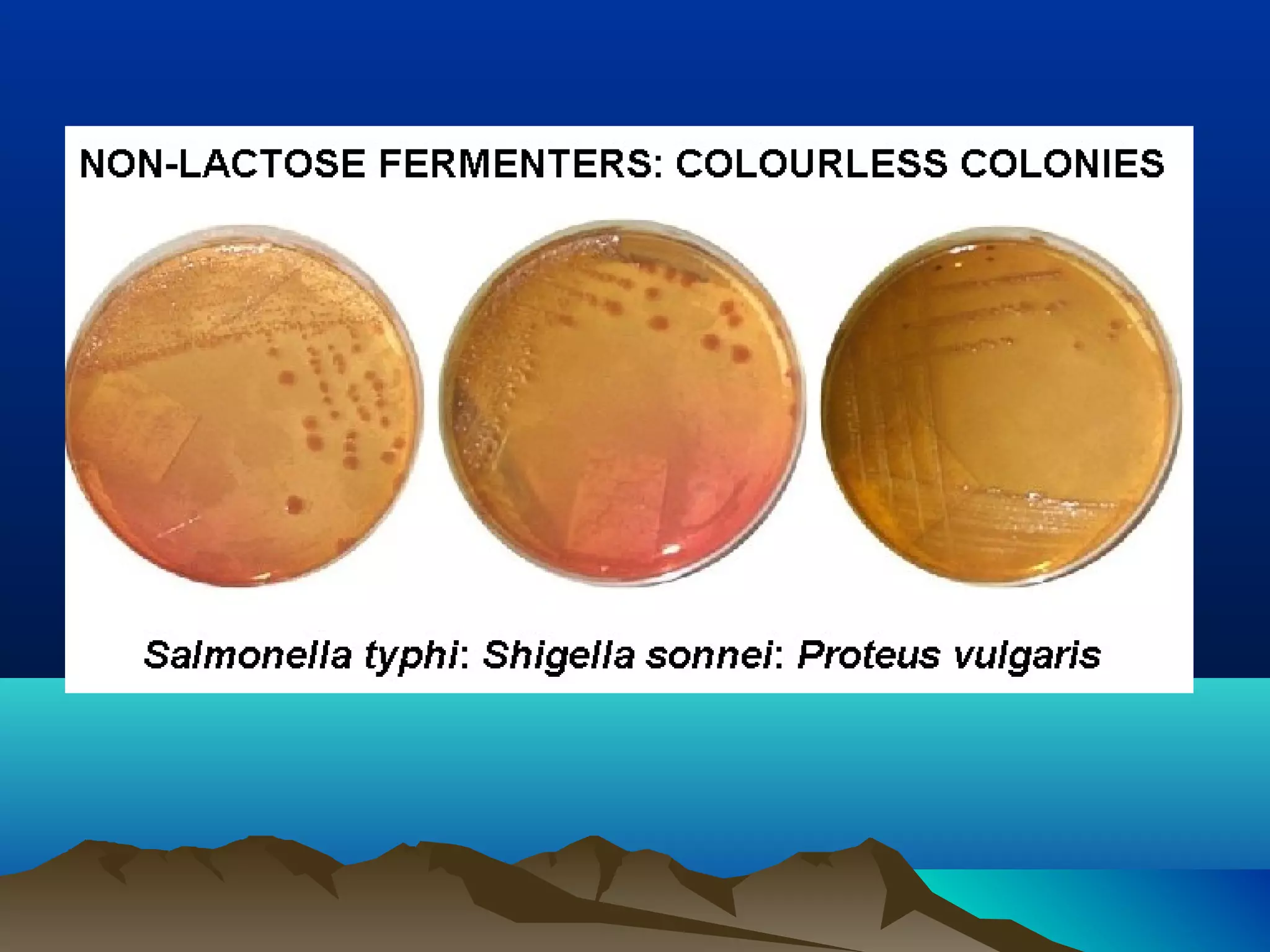 Conventional methods for bacterial identification | PPT