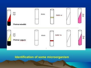 Conventional methods for bacterial identification | PPT