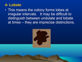 Conventional methods for bacterial identification | PPT