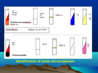 Conventional methods for bacterial identification | PPT