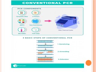 CONVENTIONAL PCR | PDF
