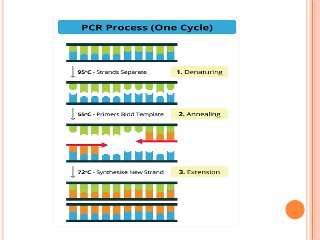 CONVENTIONAL PCR | PDF