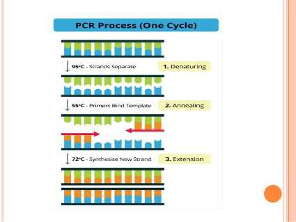 CONVENTIONAL PCR | PDF