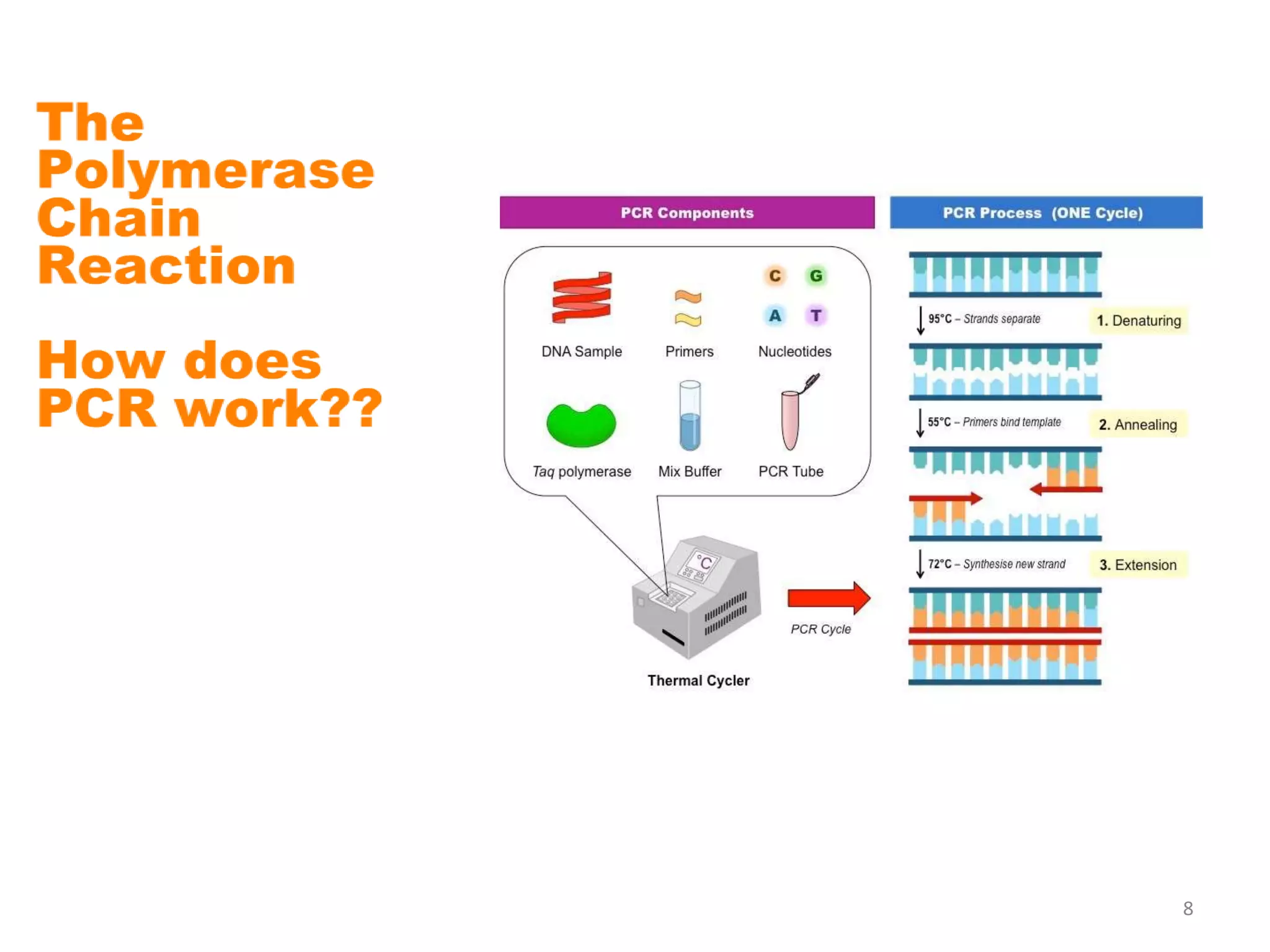 Conventional , qPCR & RTPCR | PPSX